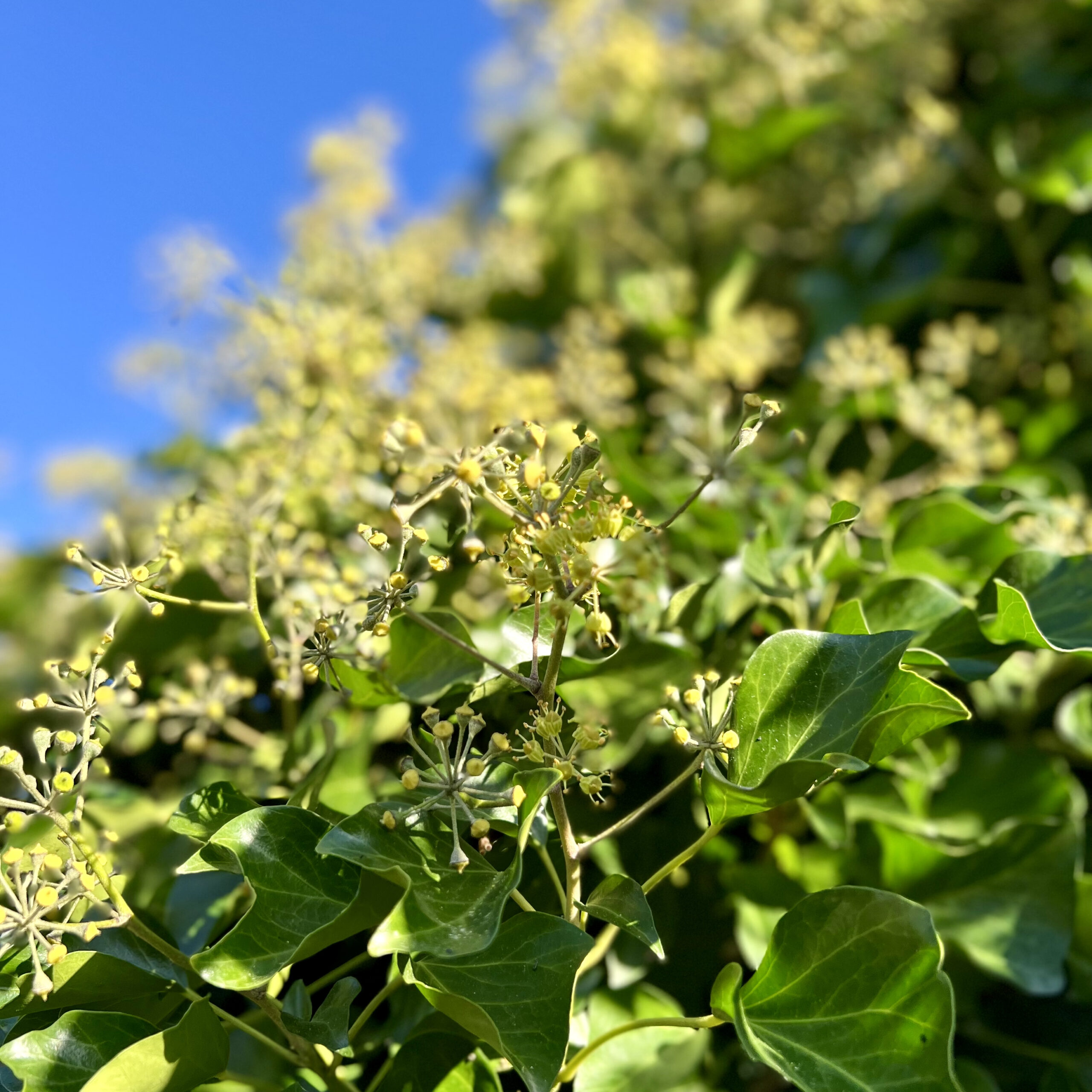 Efeu - Hedera helix - Sonja Borner